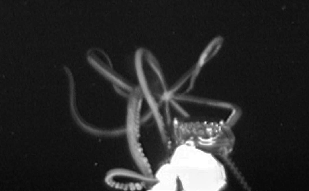 Florida Squid Species