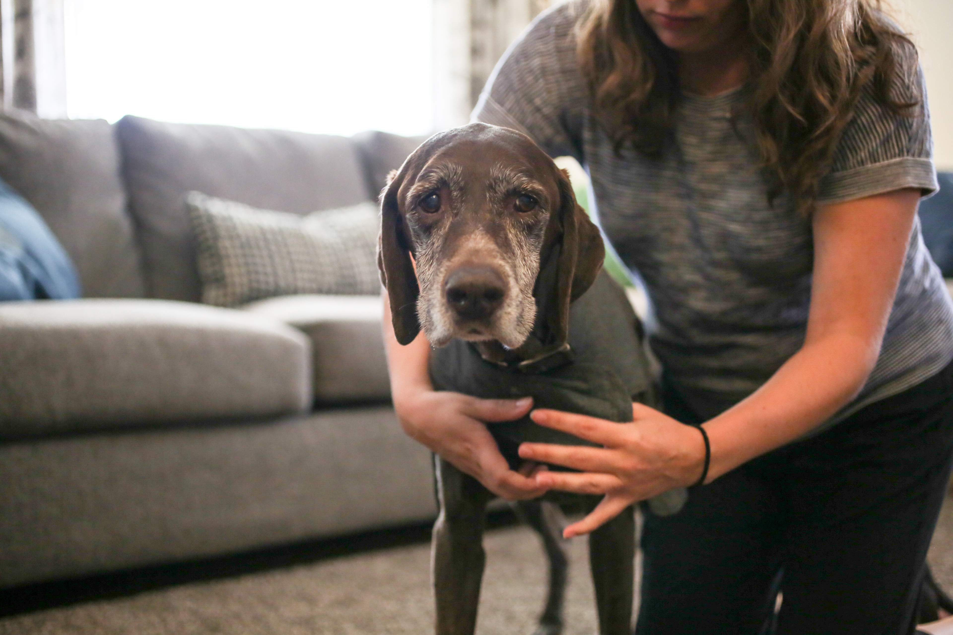 Weimaraner German Shorthair Mix